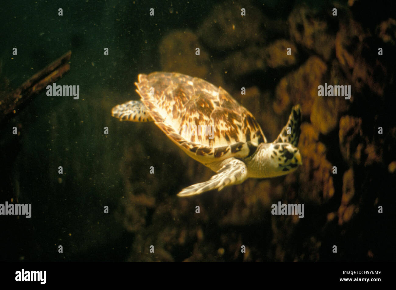 A sea turtle in the Everglades National Park, captured in its natural ...
