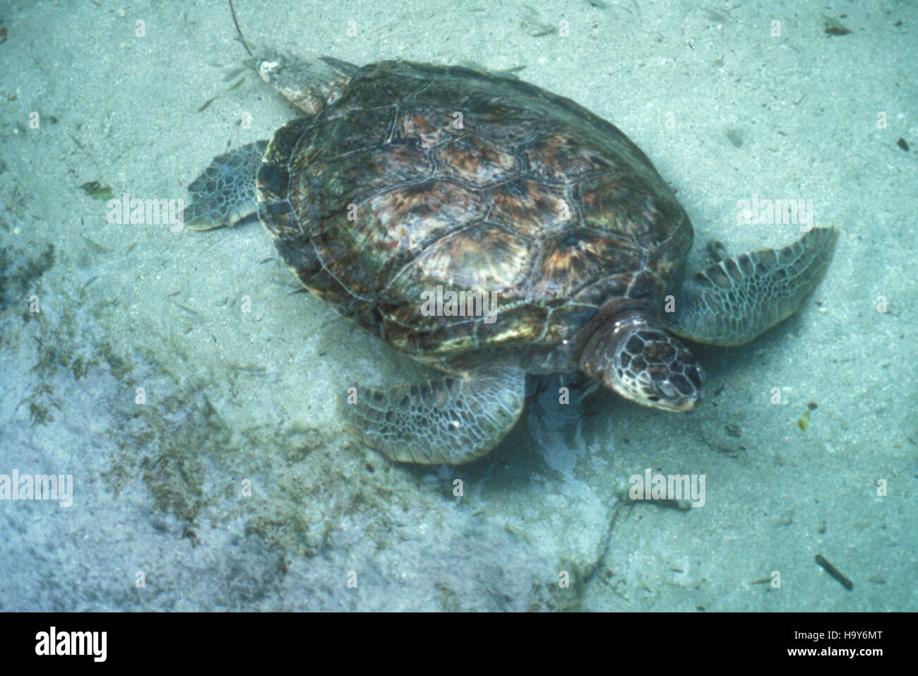 A sea turtle in the waters of Everglades National Park, captured by ...
