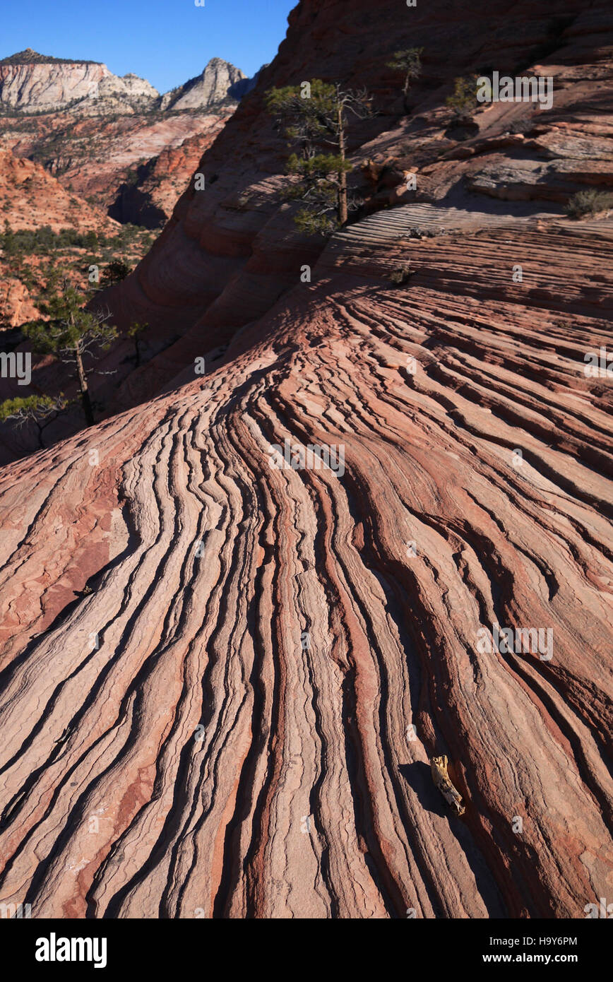 Sand dune topography in Zion National Park showcases dynamic landforms ...
