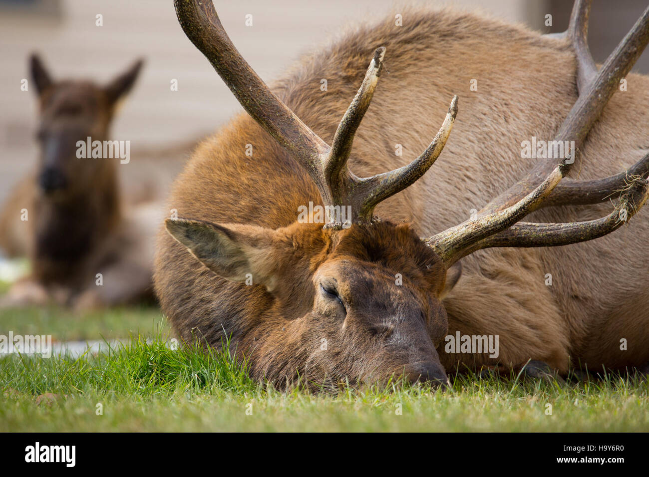A bull elk is pictured resting in the Mammoth area of Yellowstone ...