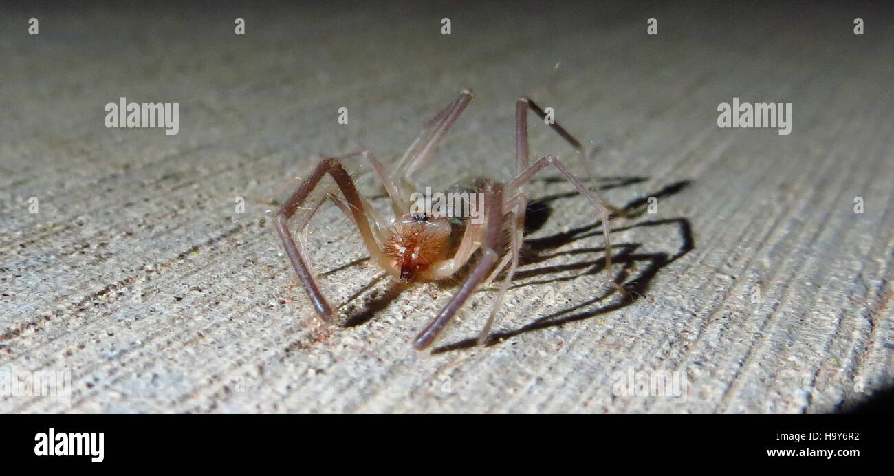 Scorpion hunting in the desert hi-res stock photography and images - Alamy