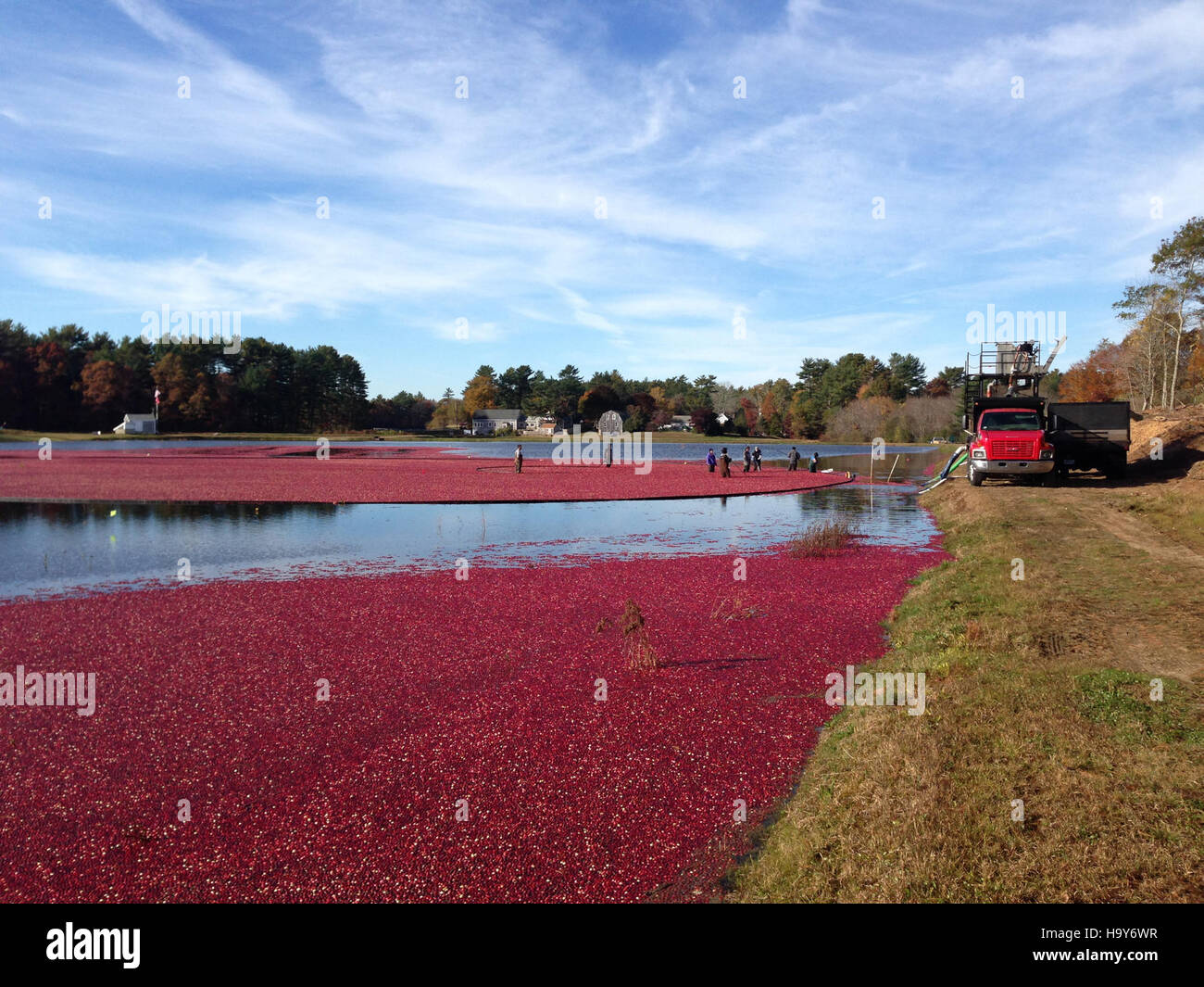 The image shows cranberry harvesting, an essential agricultural ...