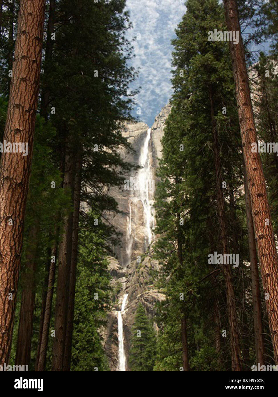 Tall pines stand in hi-res stock photography and images - Alamy
