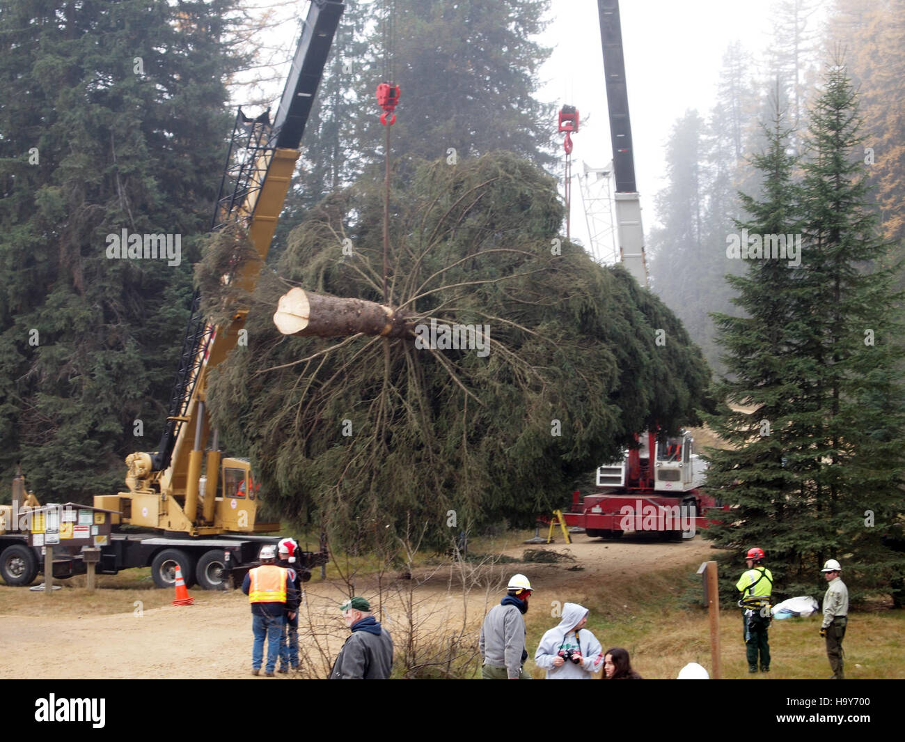 The Capitol Christmas Tree, provided by the Colville National Forest ...