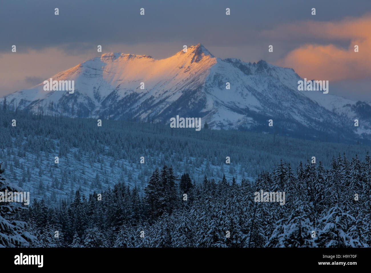 Electric Peak in Yellowstone National Park, showcasing the alpenglow ...