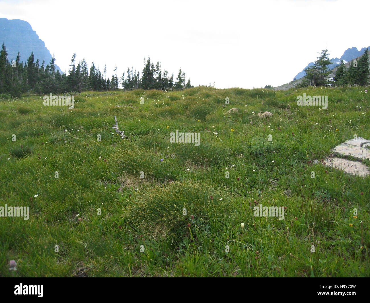 Logan Pass, located in Glacier National Park, is known for its ...