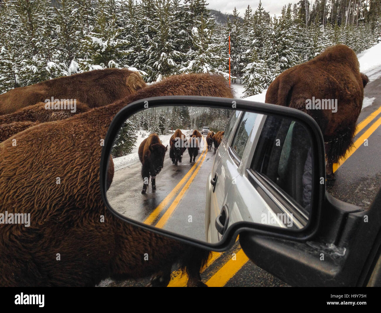 A traffic jam caused by bison near Mammoth Hot Springs in Yellowstone ...