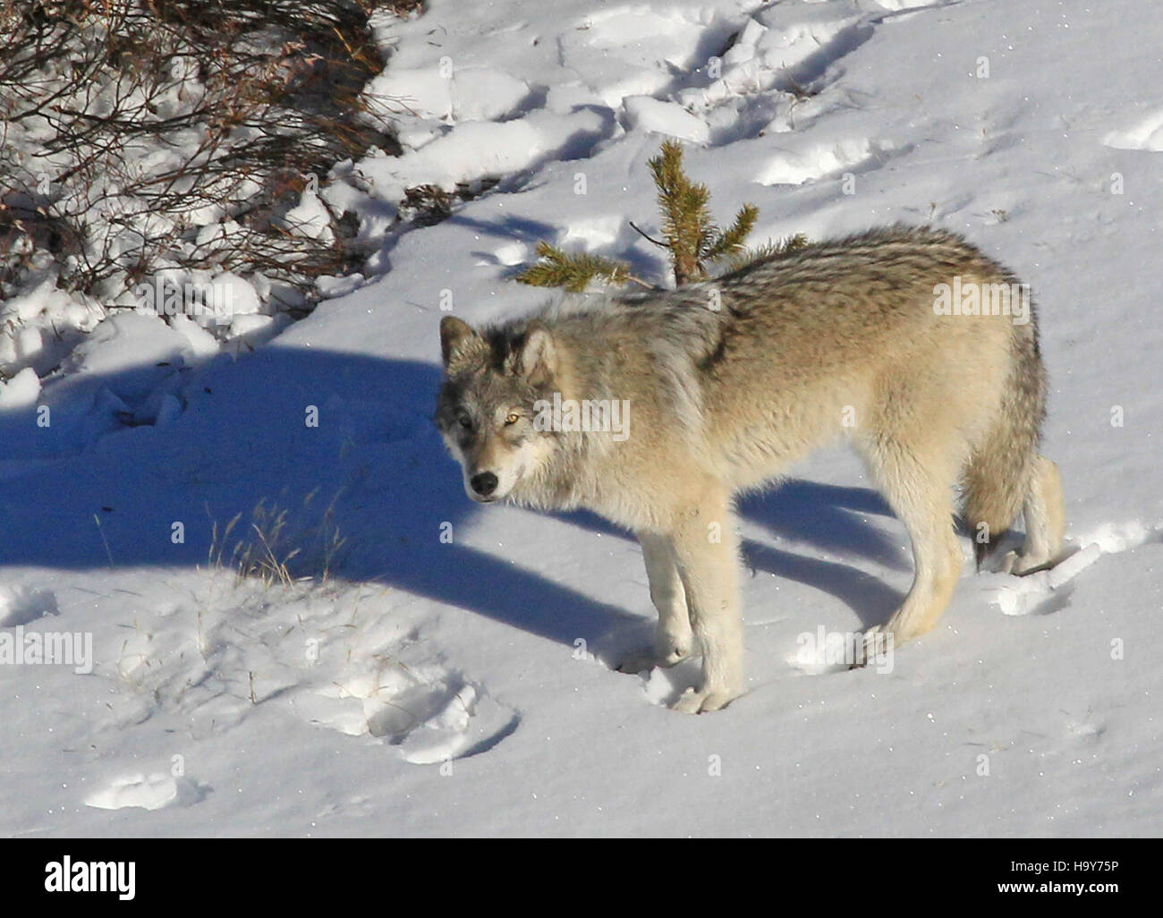 The Yellowstone Delta Pack of wolves plays an important role in the ...
