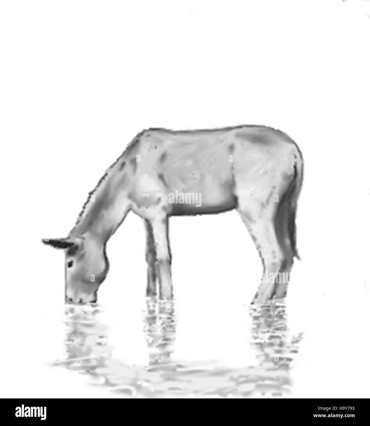 It is a very adaptable species hi-res stock photography and images - Alamy