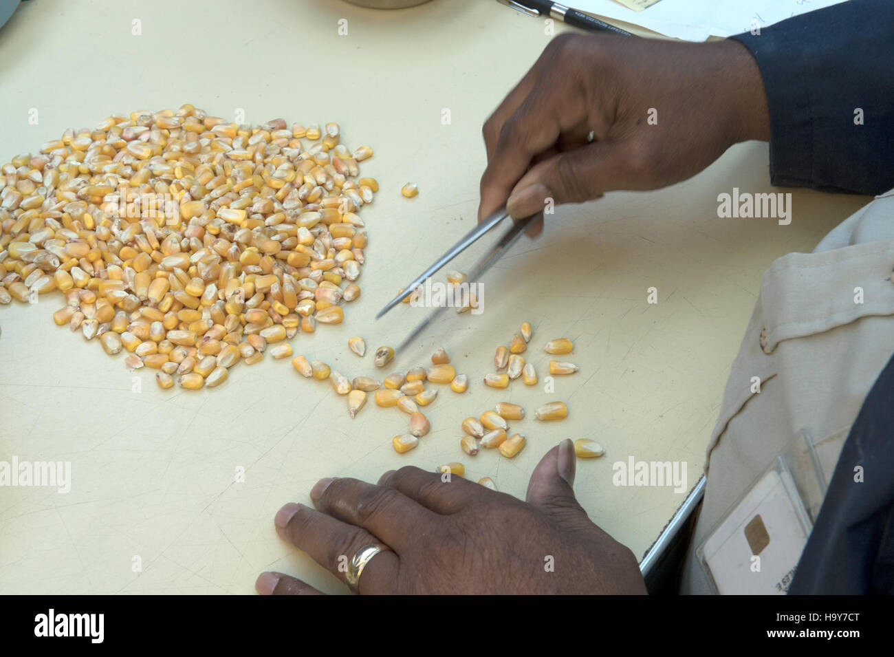 The USDA and Stockyards Agency collaborated on grain inspection ...