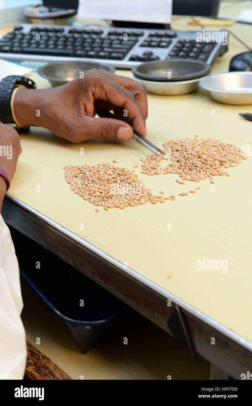 The USDA and GIPSA oversee grain inspection processes, ensuring quality ...