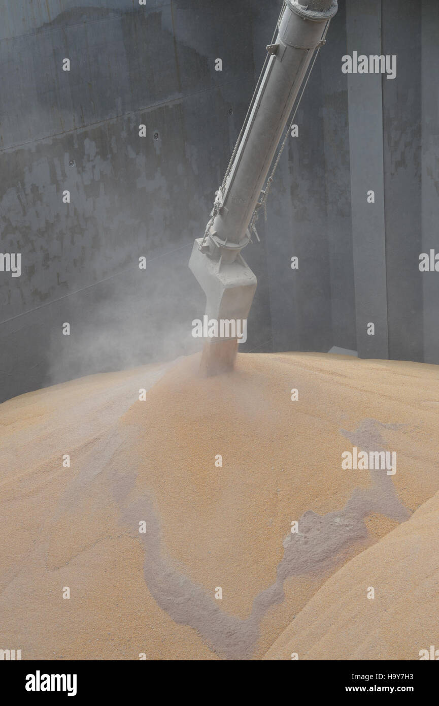 The USDA and GIPSA regulate grain inspection, storage, and transfer processes. These agencies ...