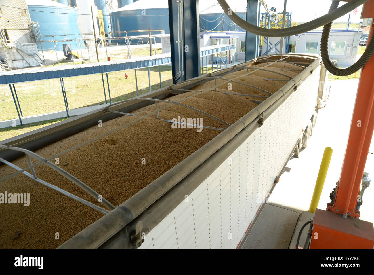 The USDA and GIPSA oversee the grain inspection process to ensure ...