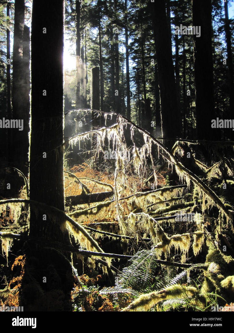 Olympic National Park in Washington is known for its diverse ecosystems ...