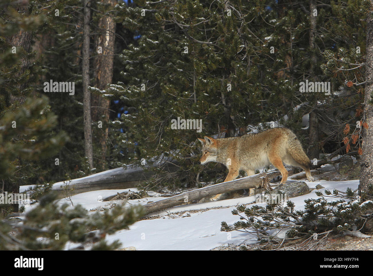 A coyote in a snowy forest setting within Yellowstone National Park ...