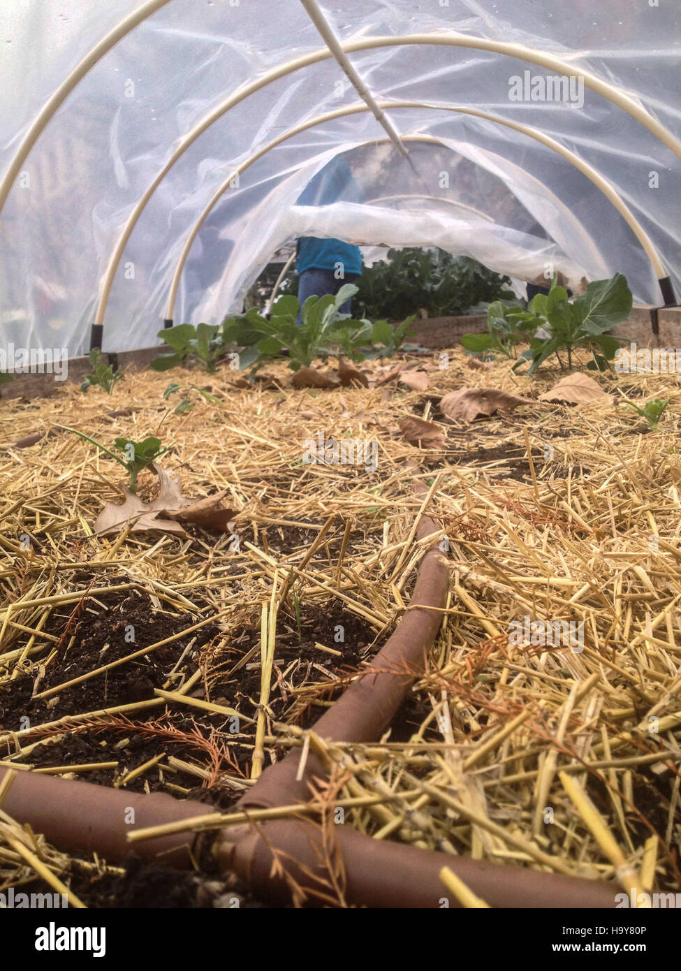 A USDA initiative to promote local agriculture and connect consumers ...