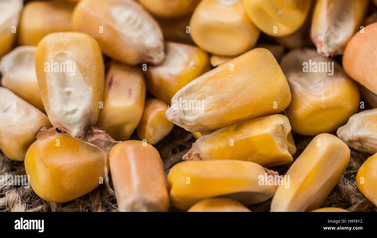 The USDA promotes local farming and food education through initiatives ...