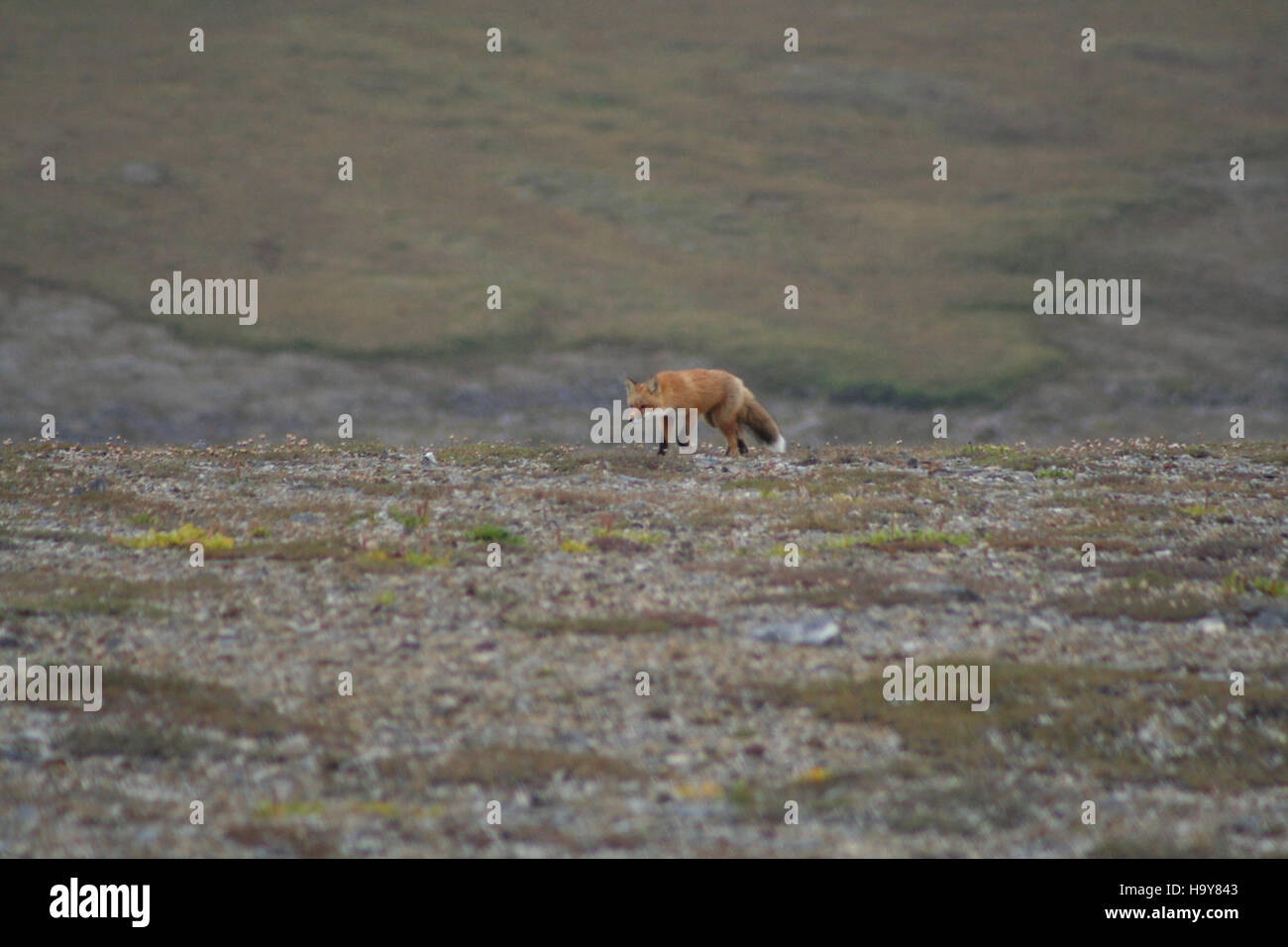 This image features the Bering Land Bridge, a key historical site that ...