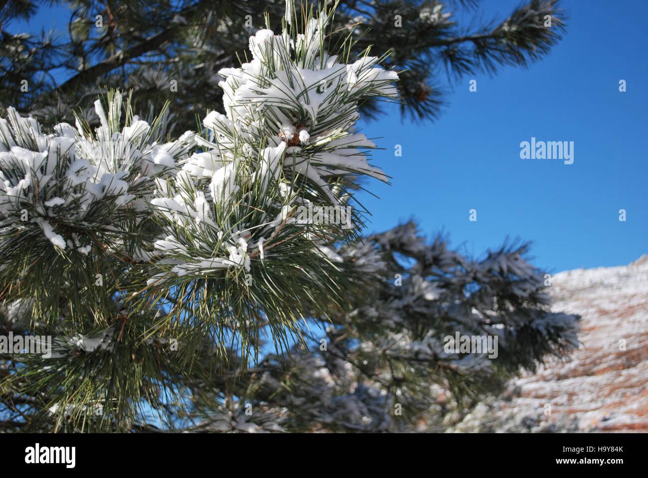 A Ponderosa Pine tree stands covered in snow within Zion National Park. The park's diverse ...