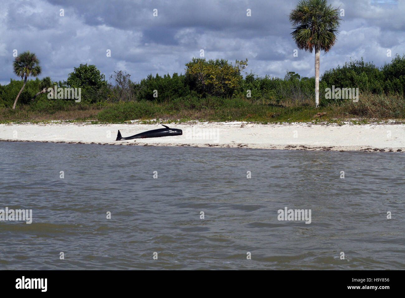 The Everglades National Park is a critical wetland ecosystem in Florida ...