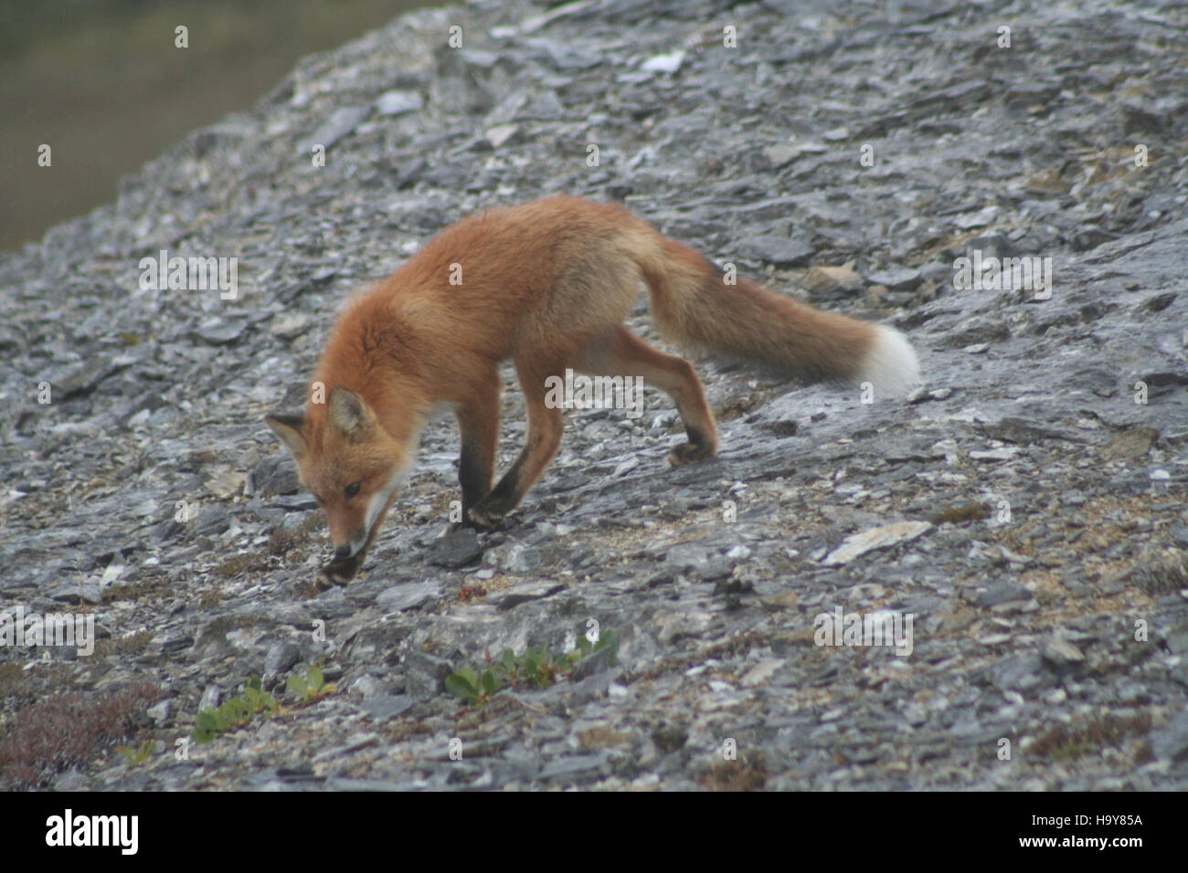 The Cottonwood Fox, observed on the Bering Land Bridge, is an important ...