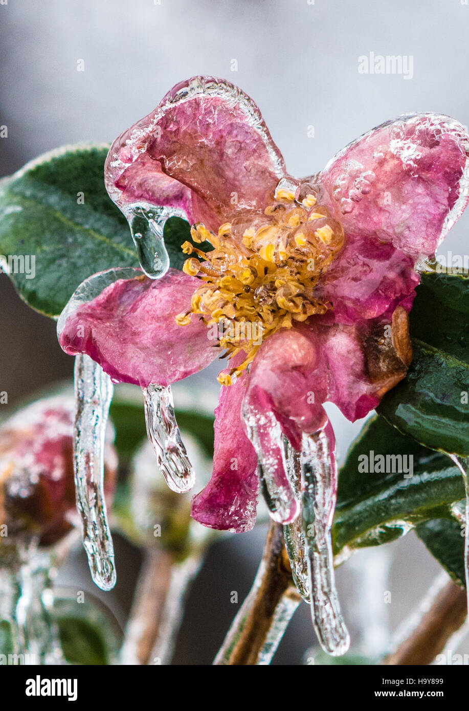 A flower is covered in freezing rain in a scene captured by the U.S ...