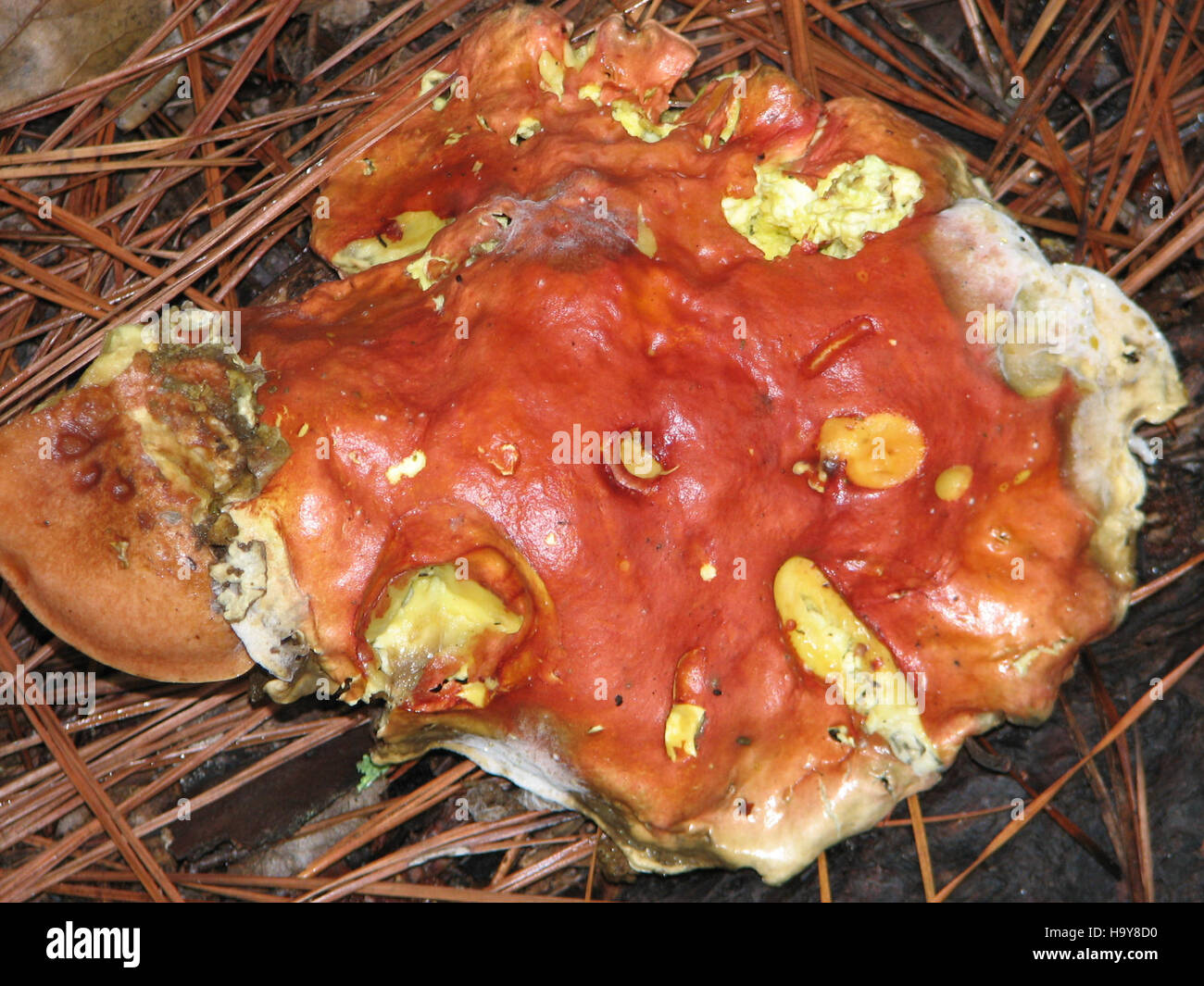 Congaree National Park is a rich ecosystem known for its biodiversity ...