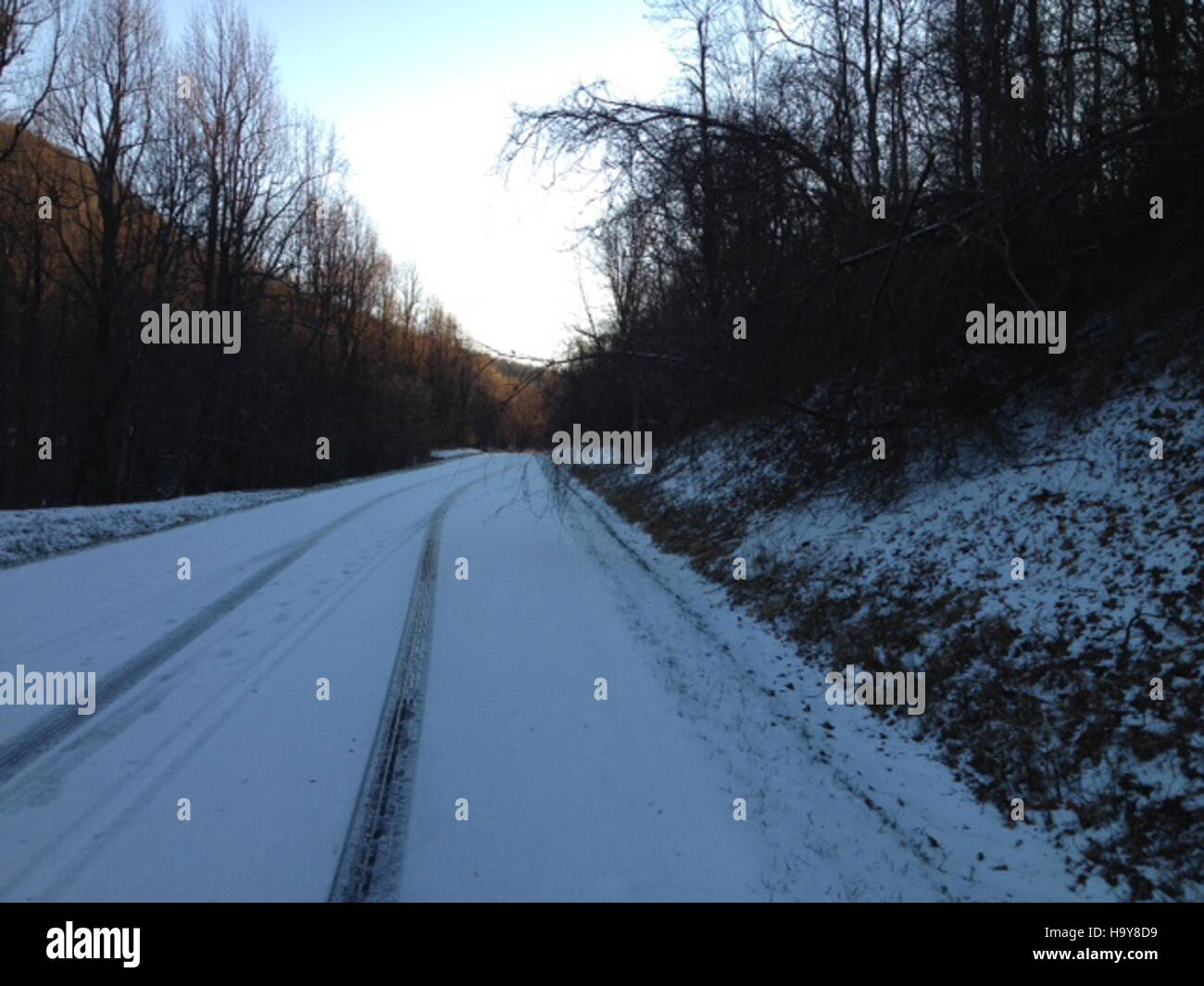 The Leaning Tree, a distinctive natural feature in a National Park ...