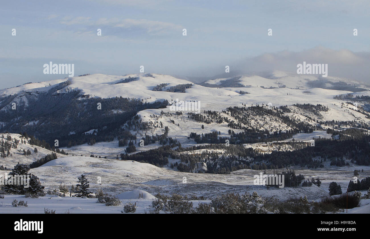 Specimen Ridge in Yellowstone National Park offers a glimpse into the ...