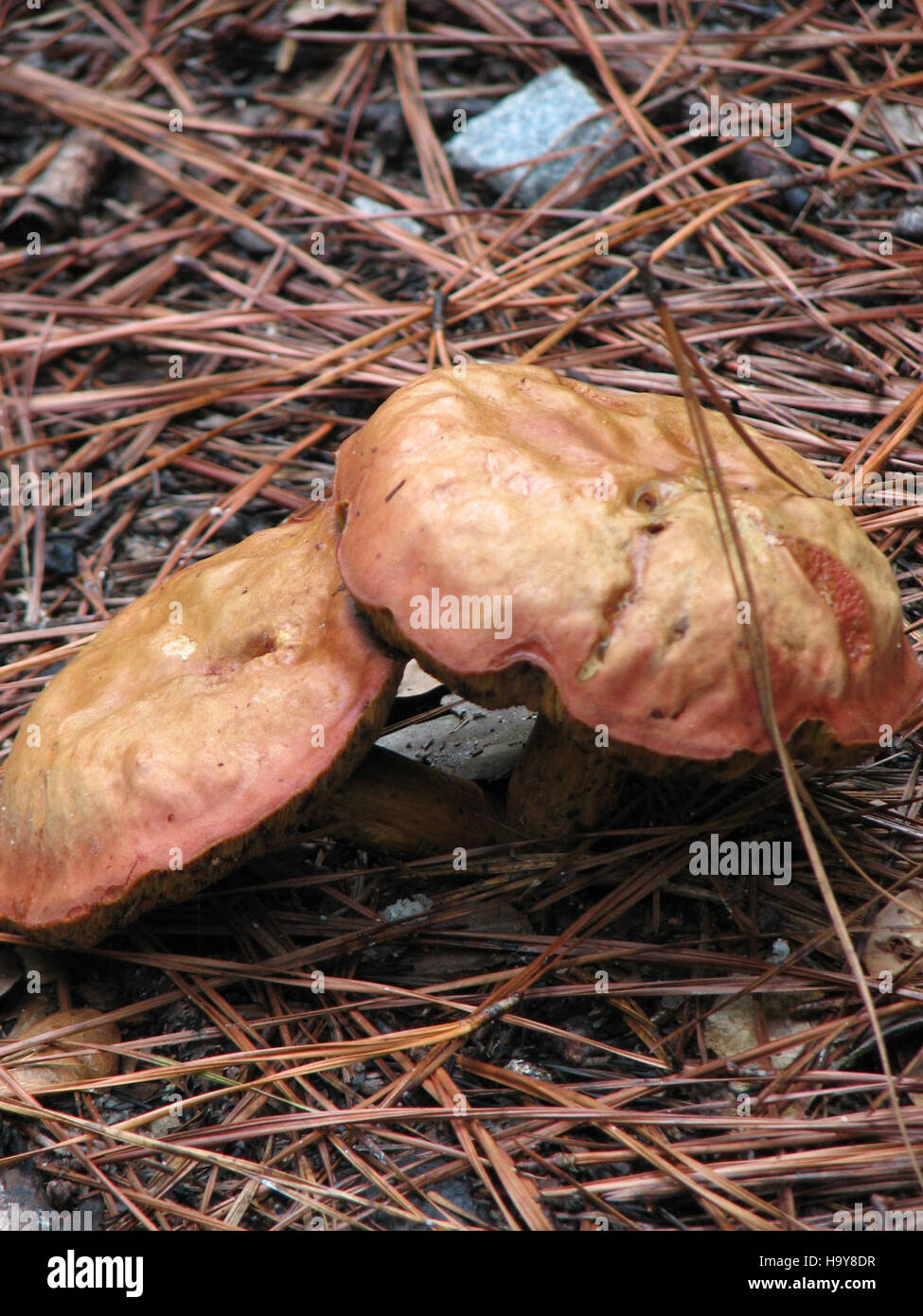 Congaree National Park in South Carolina is a preserved area known for ...