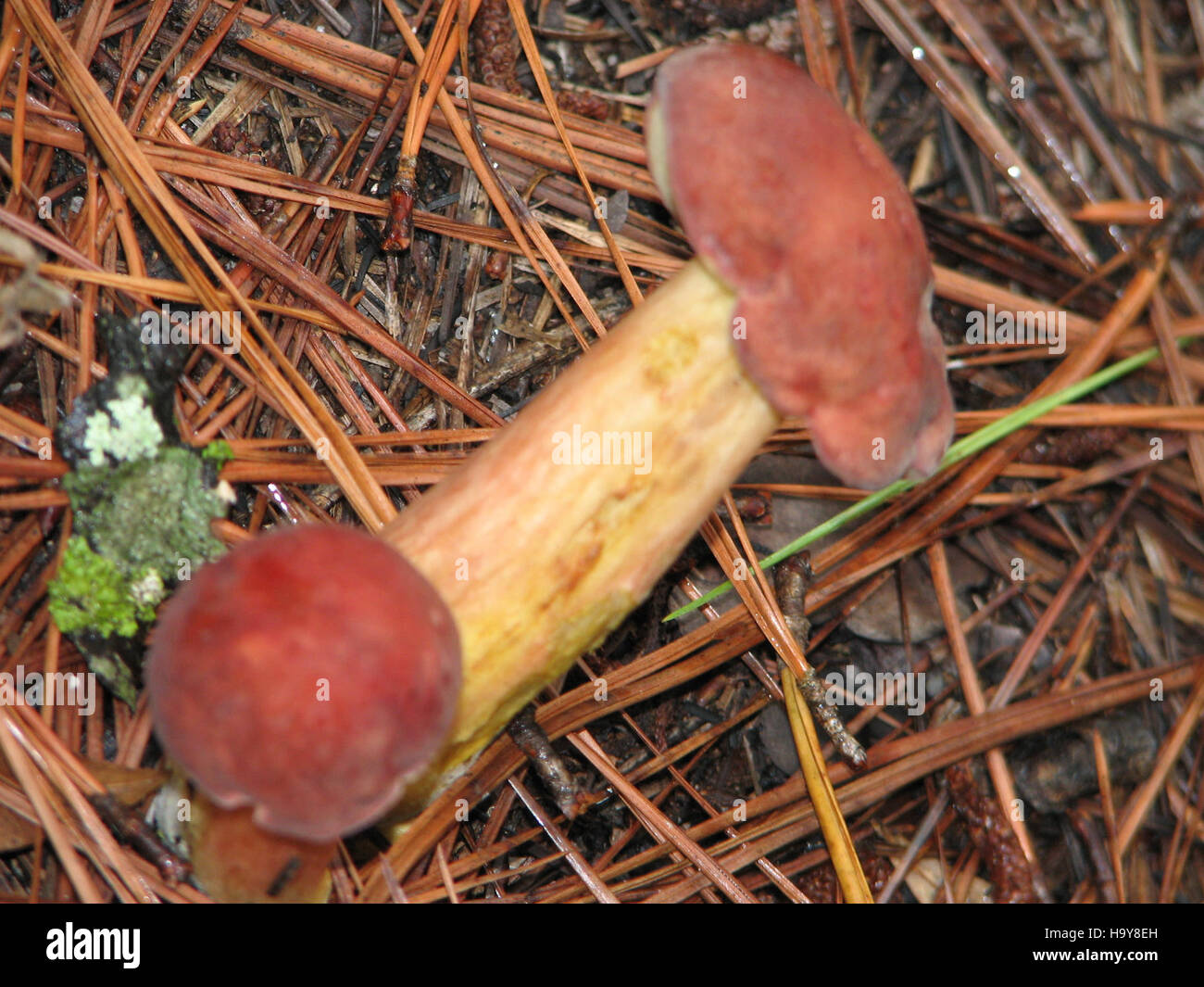 Congaree National Park preserves one of the largest intact floodplain ...