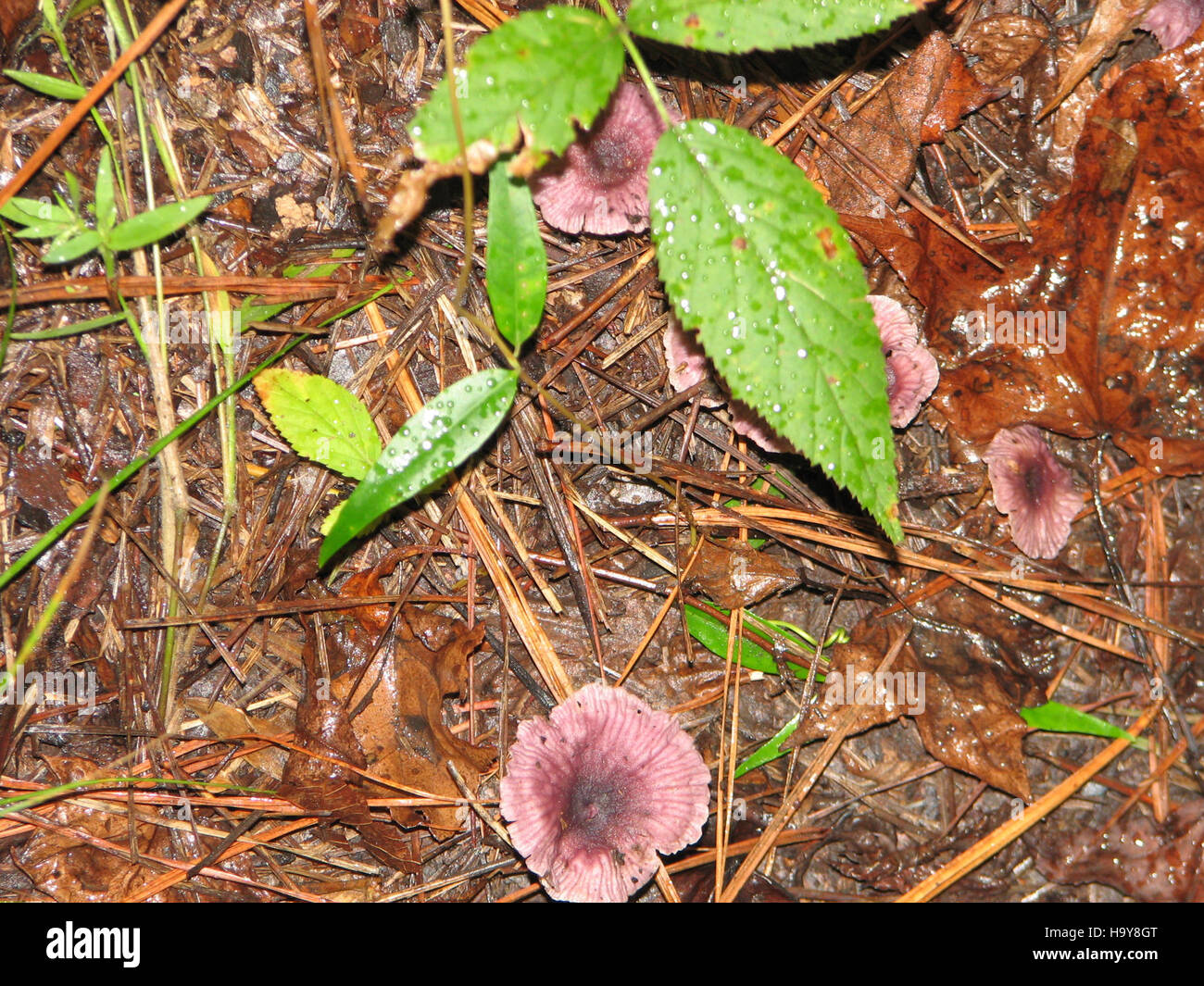 Congaree National Park, located in South Carolina, is a diverse ...