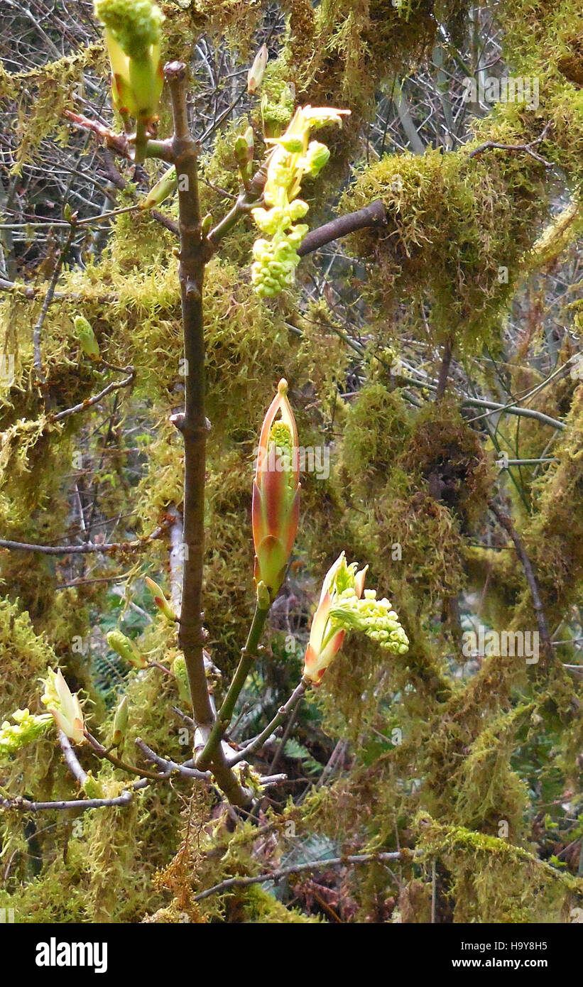 A Big Leaf Maple tree bud blooming in Olympic National Park, captured ...