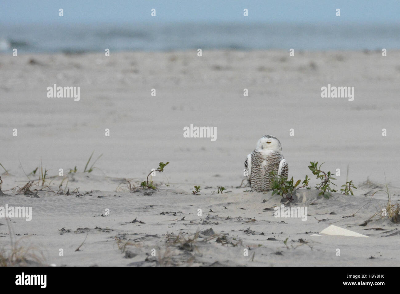 A juvenile snowy owl is spotted on the beach at Cape Hatteras National ...