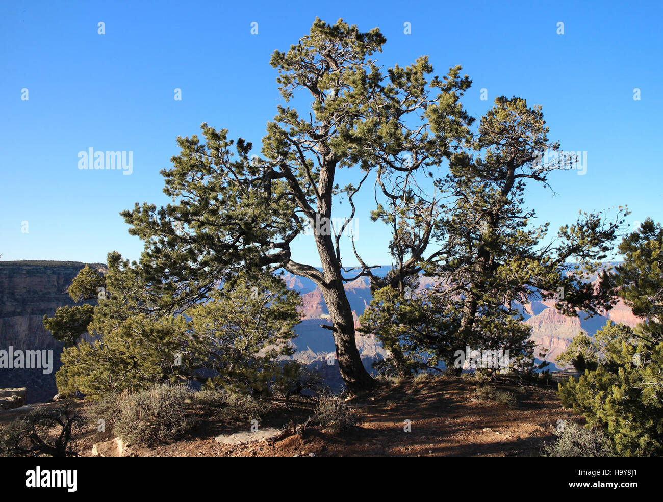 Pinon pinyon tree hi-res stock photography and images - Alamy