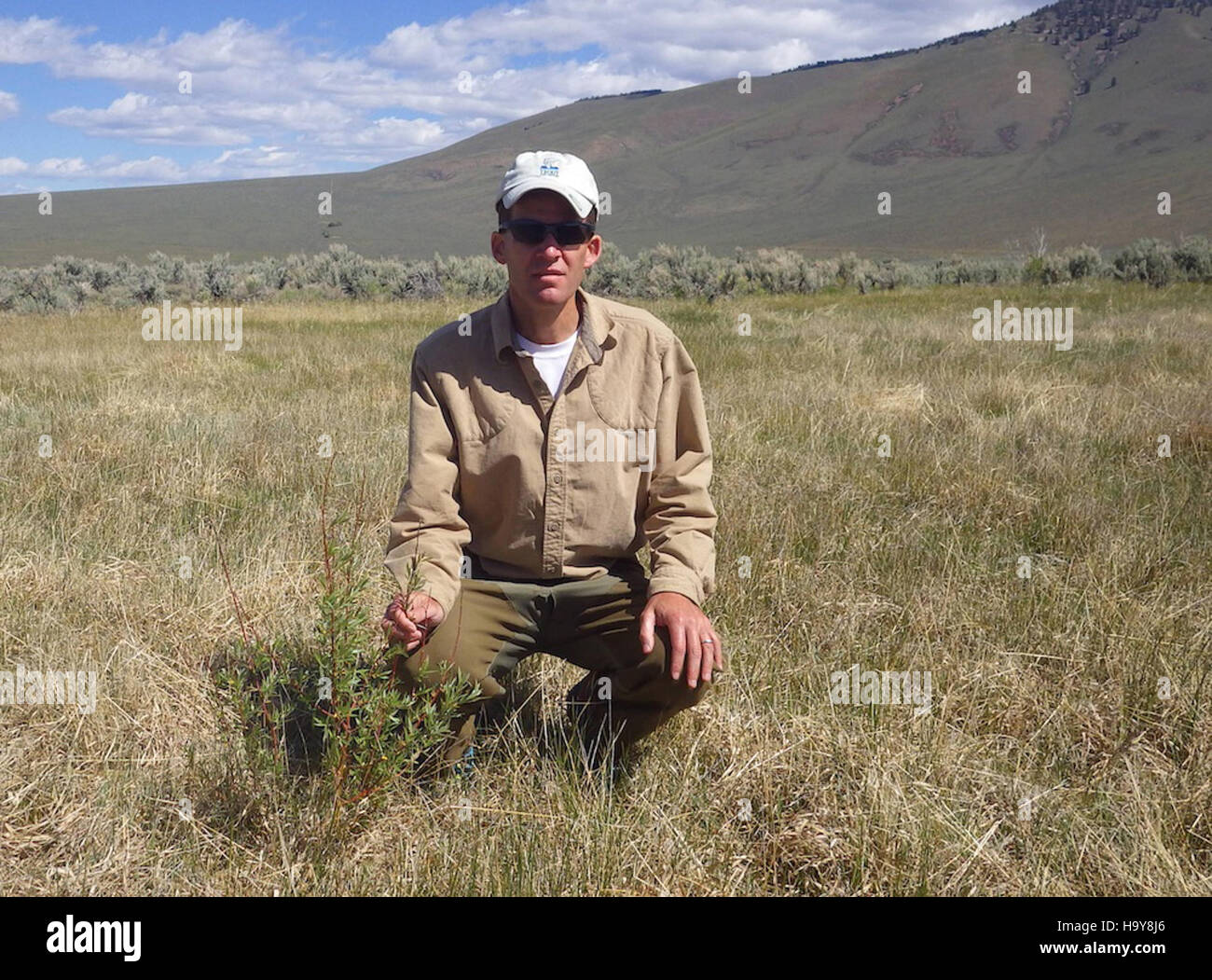 usdagov 15029863938 Tom Page willows Stock Photo - Alamy