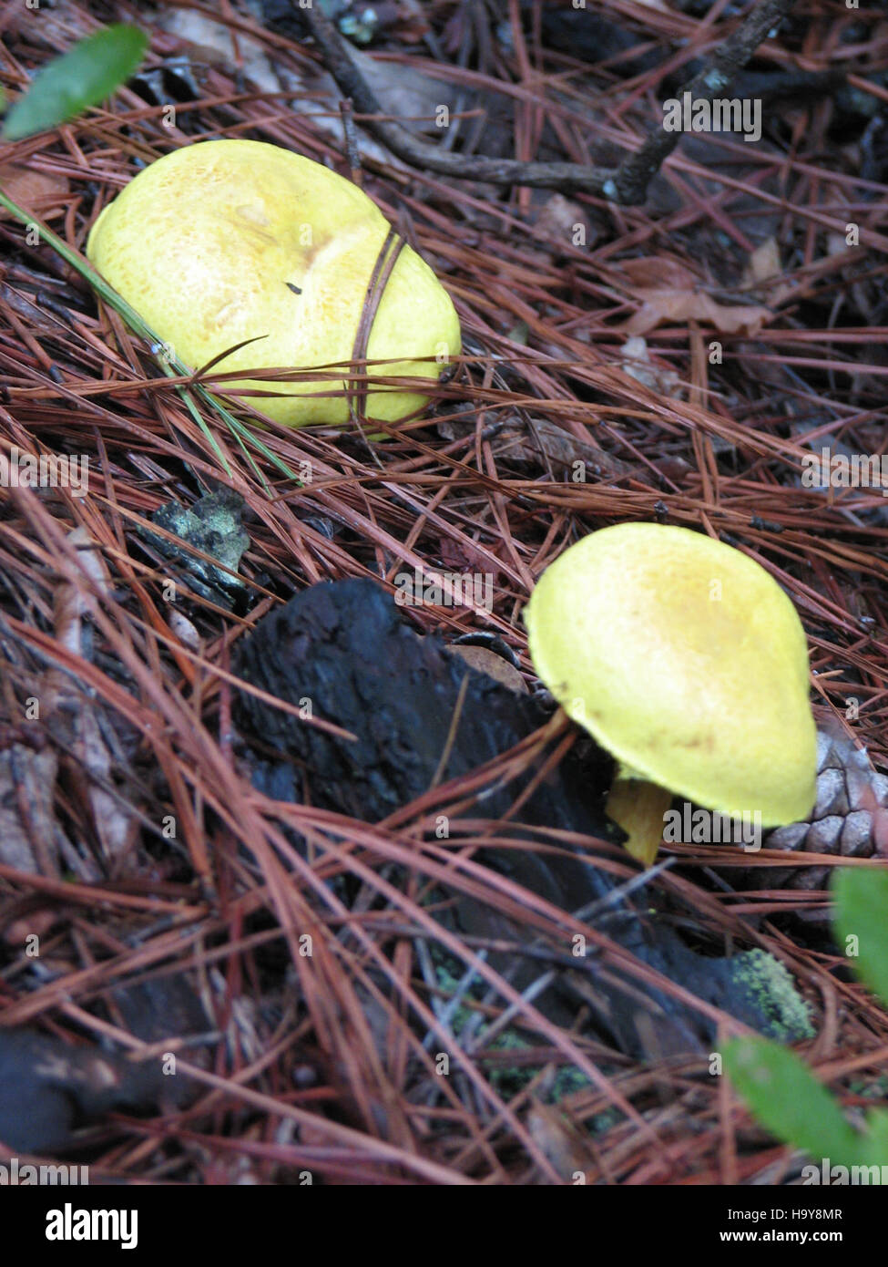 Congaree National Park is known for its rich biodiversity and unique ...