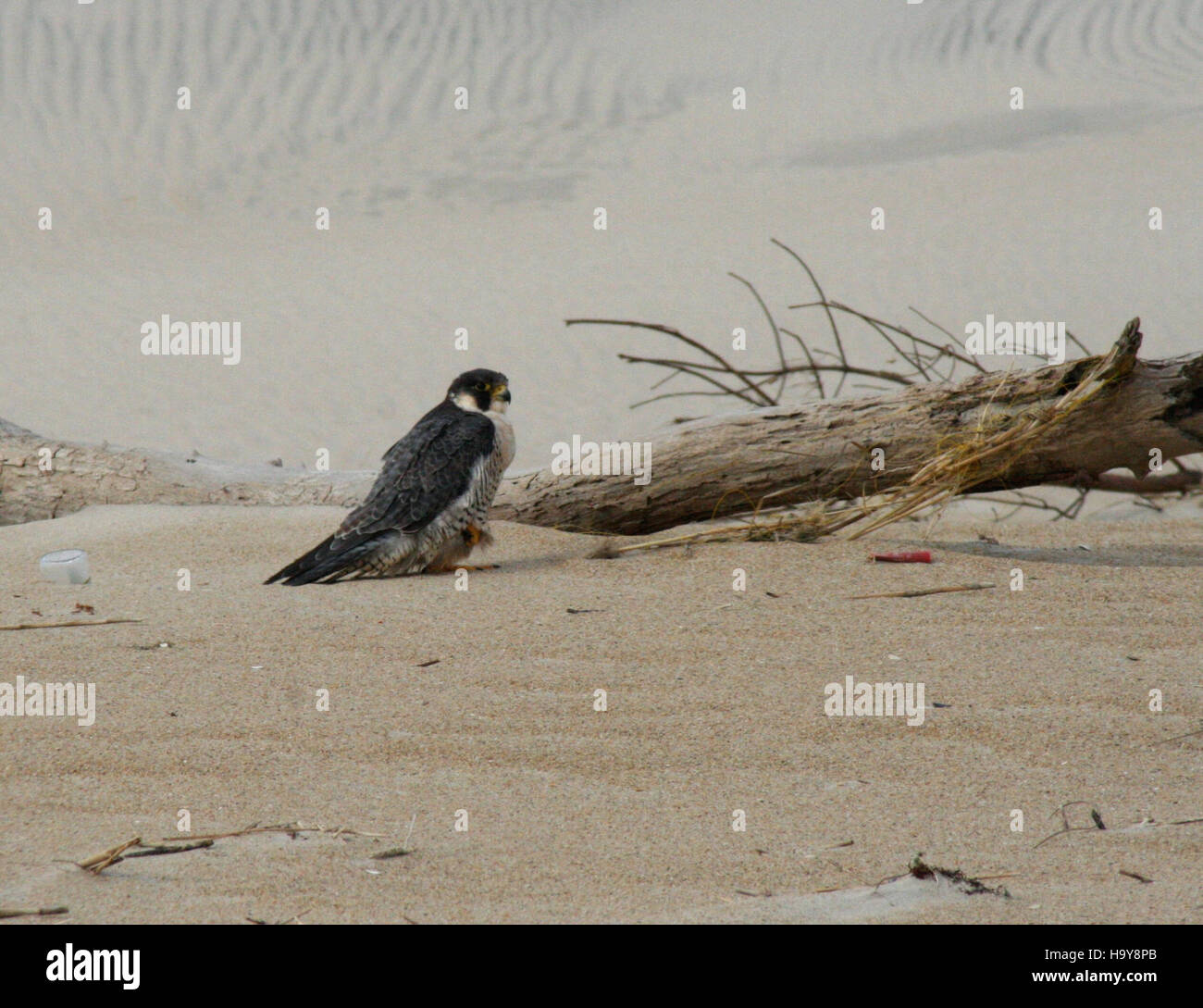 A Peregrine Falcon is spotted at Cape Hatteras National Seashore ...