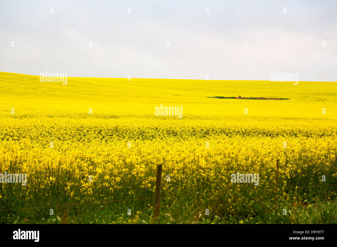 blur in south africa close up of the colza yellow field like texture ...