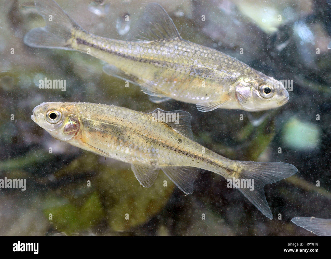 Chubs hi-res stock photography and images - Alamy