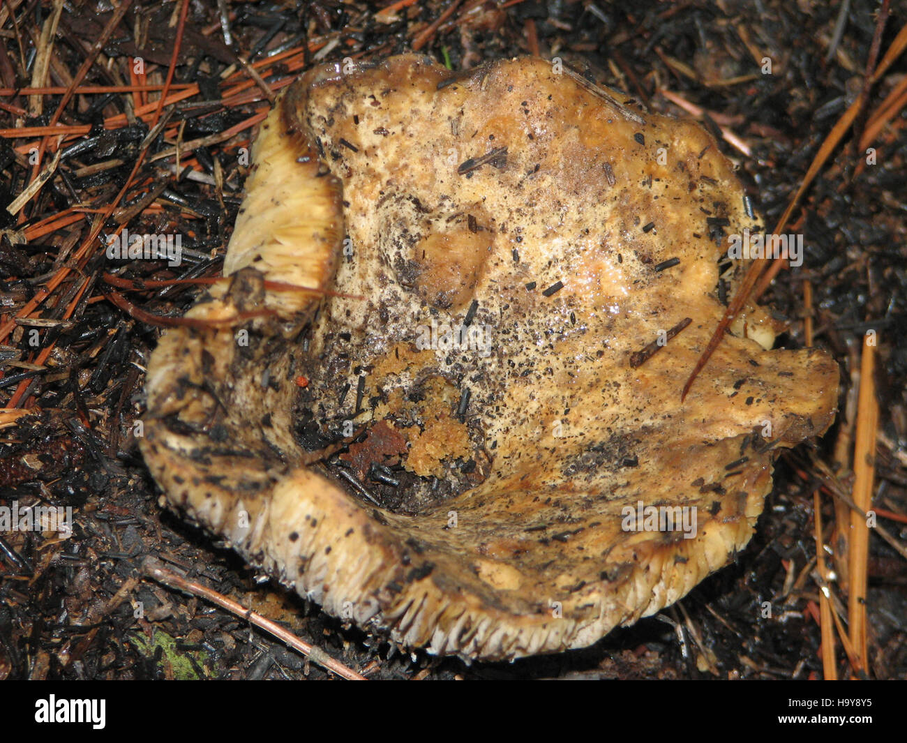 Congaree National Park showcases unique floodplain ecosystems ...