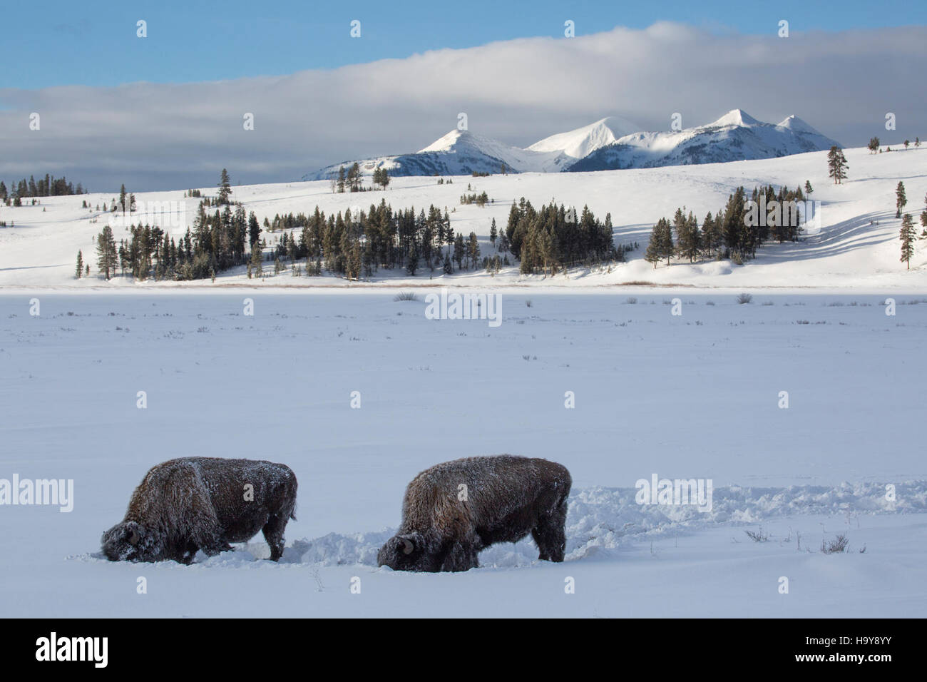 Bison roam freely across Swan Lake Flat in Yellowstone National Park ...