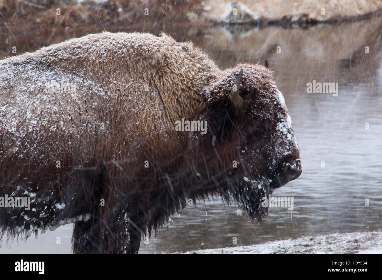 Bison in Yellowstone National Park are a symbol of the American West ...