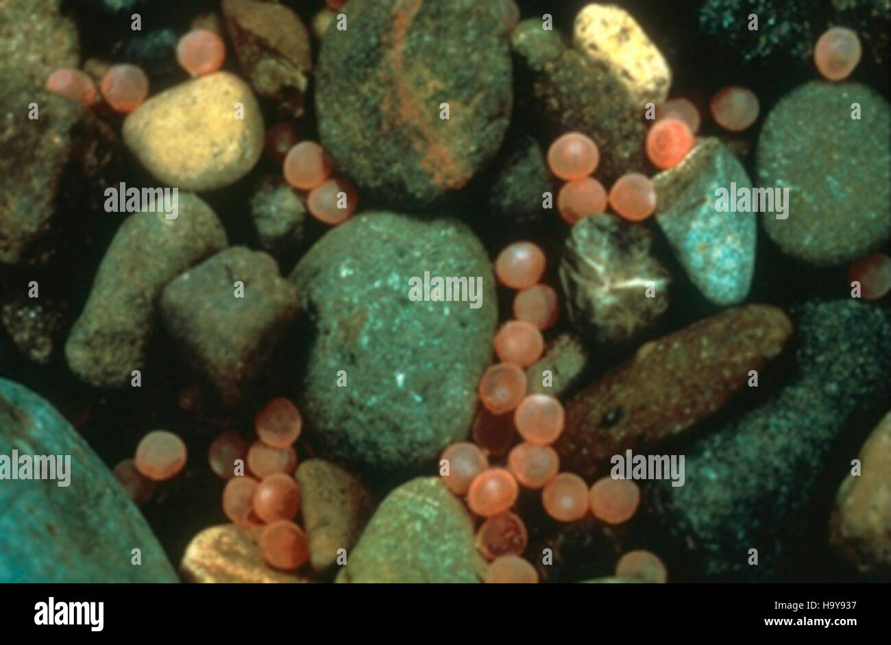 Salmon eggs are an essential part of the reproductive cycle of salmon ...