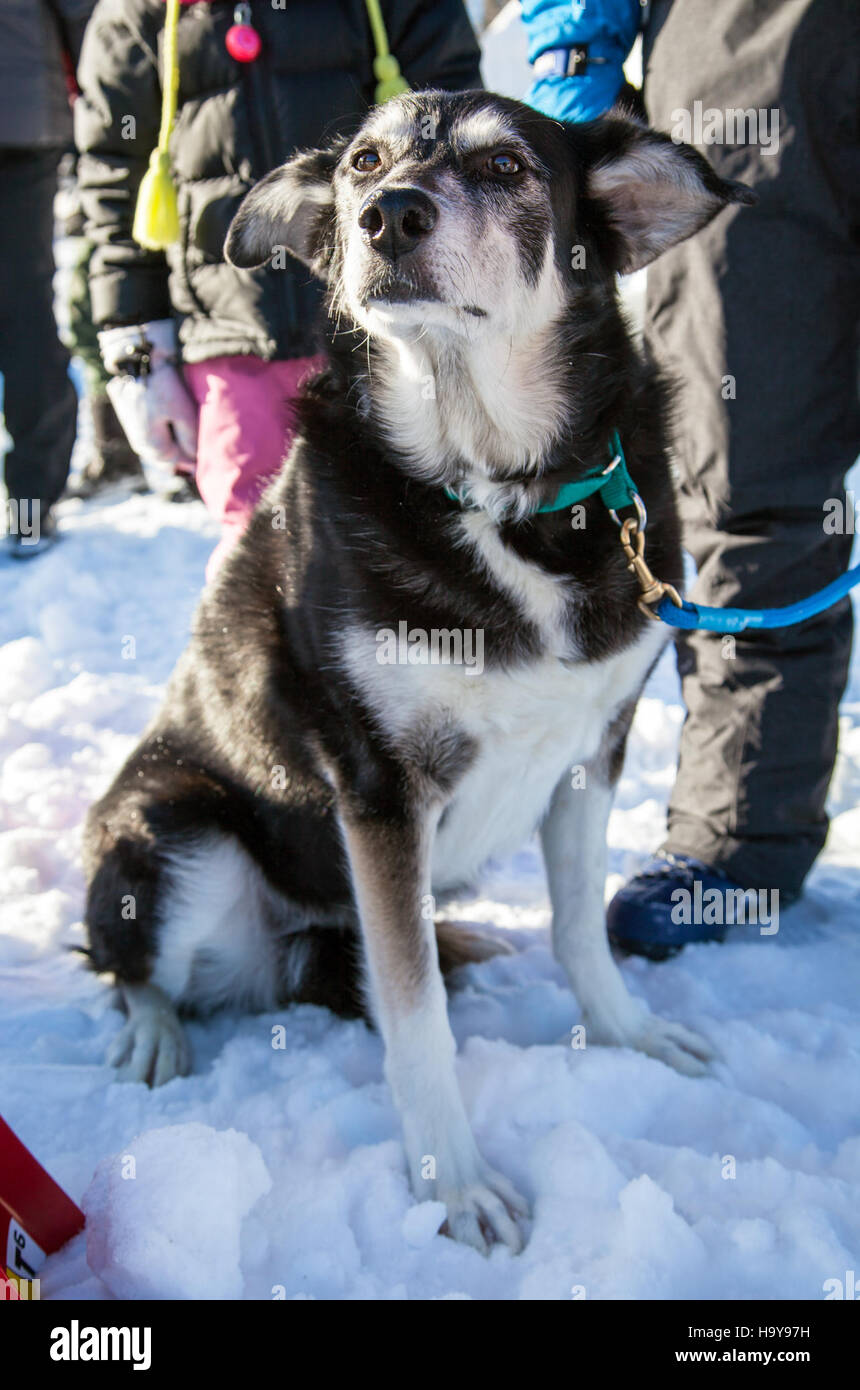 Retired Denali sled dog Kokanee made an appearance at Winerfest ...