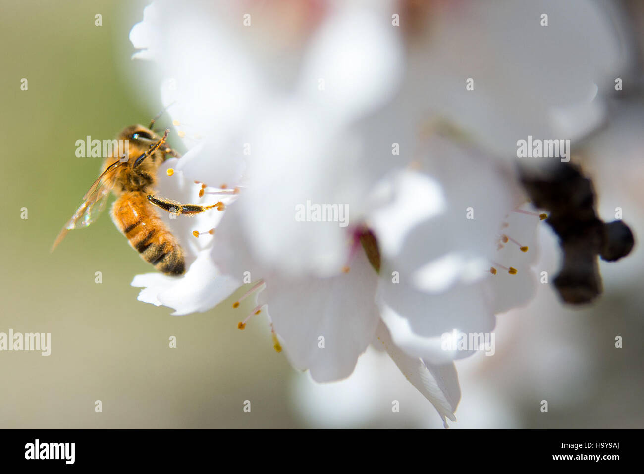 This image depicts an entomologist studying a bee, a key pollinator ...