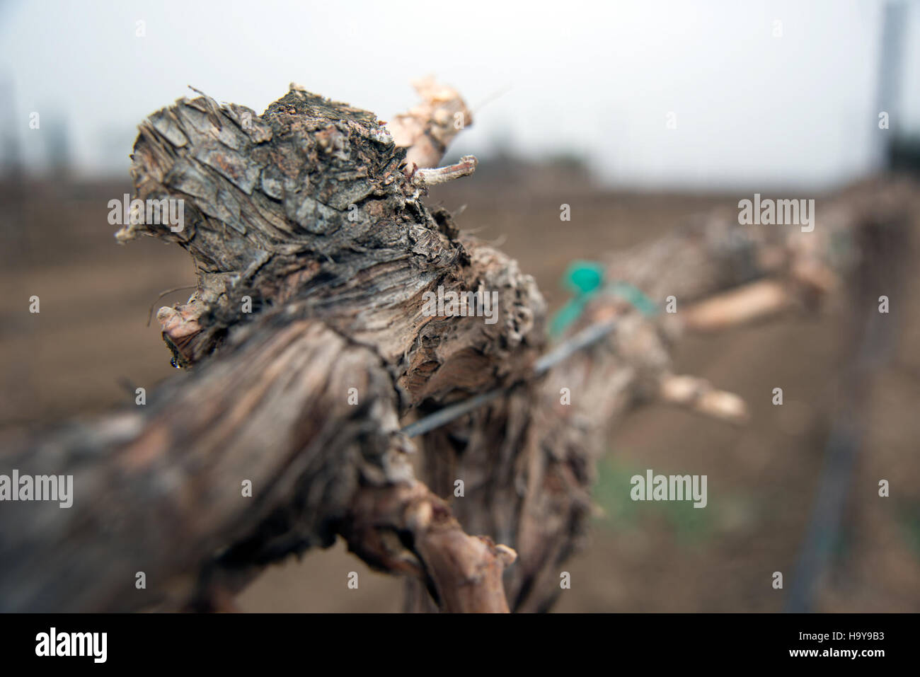 A USDA research scientist monitors the ongoing drought in California ...