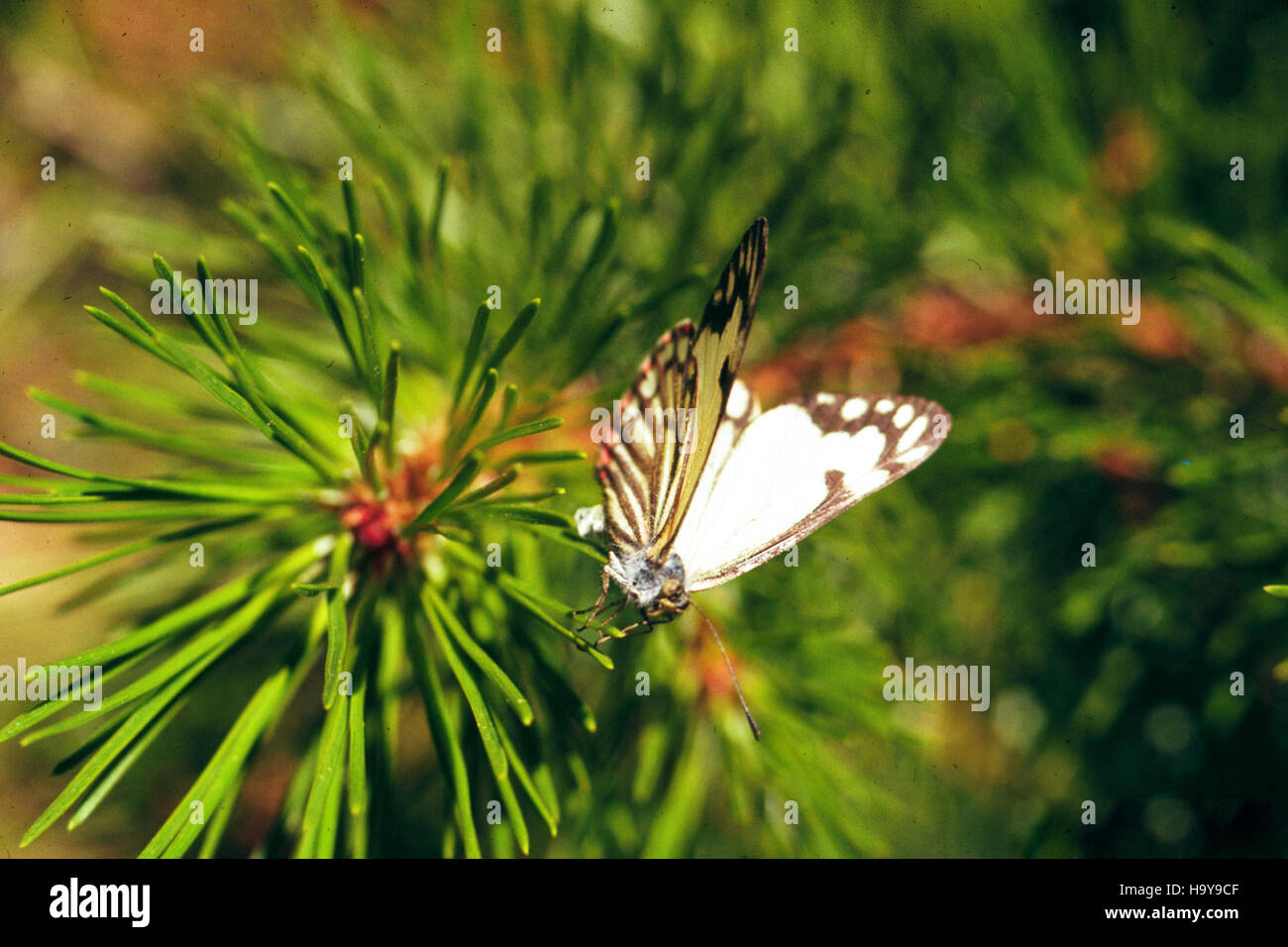 The USDA highlights the critical role of butterflies as pollinators in ...