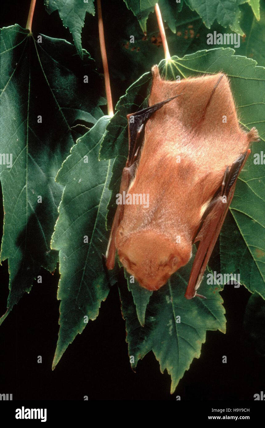 This image features a bat, an important mammal and pollinator, captured ...