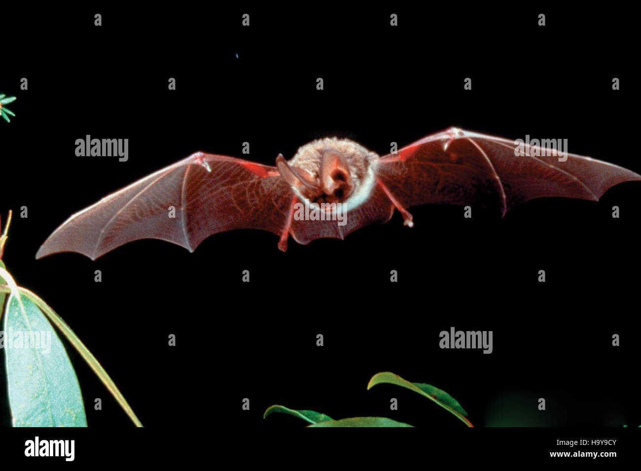 A bat, identified as a vital pollinator species, plays an essential ...